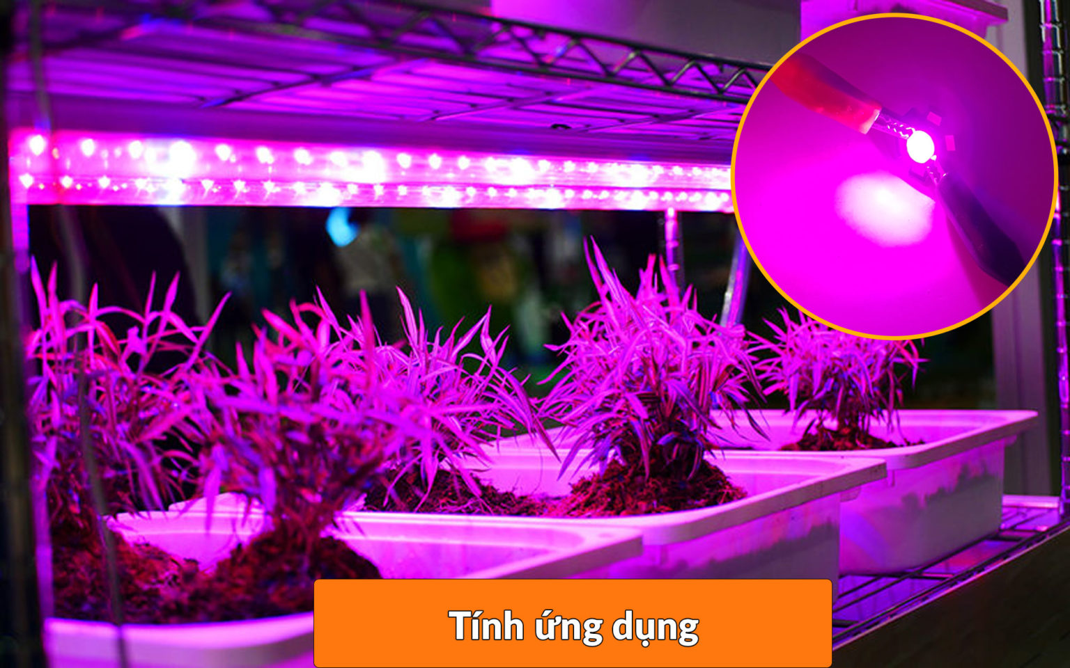 Led quang phổ 3W kèm đế 20mm, đèn led trồng cây quang phổ - Nshop